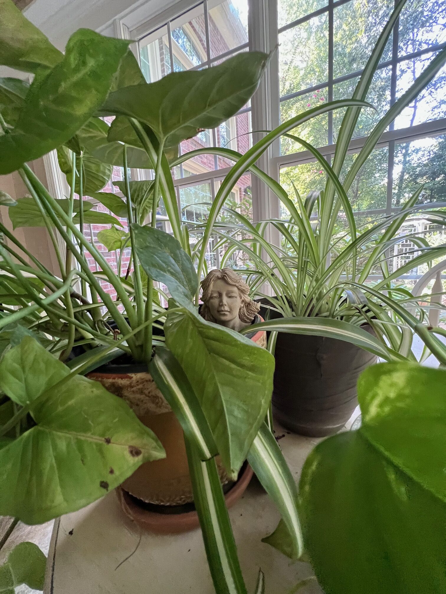 Houseplants - West Cobb Regional Library - Master Gardener Volunteers ...
